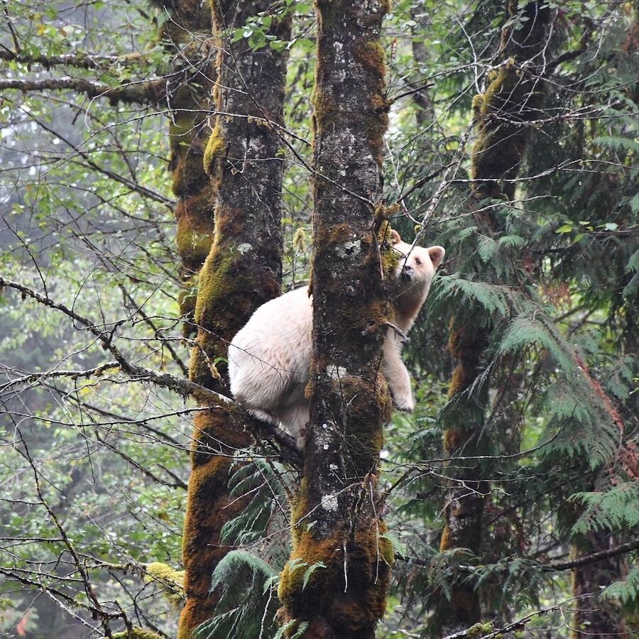 The Great Bear Rainforest with Vern Brown & Kitasoo/Xai’xais