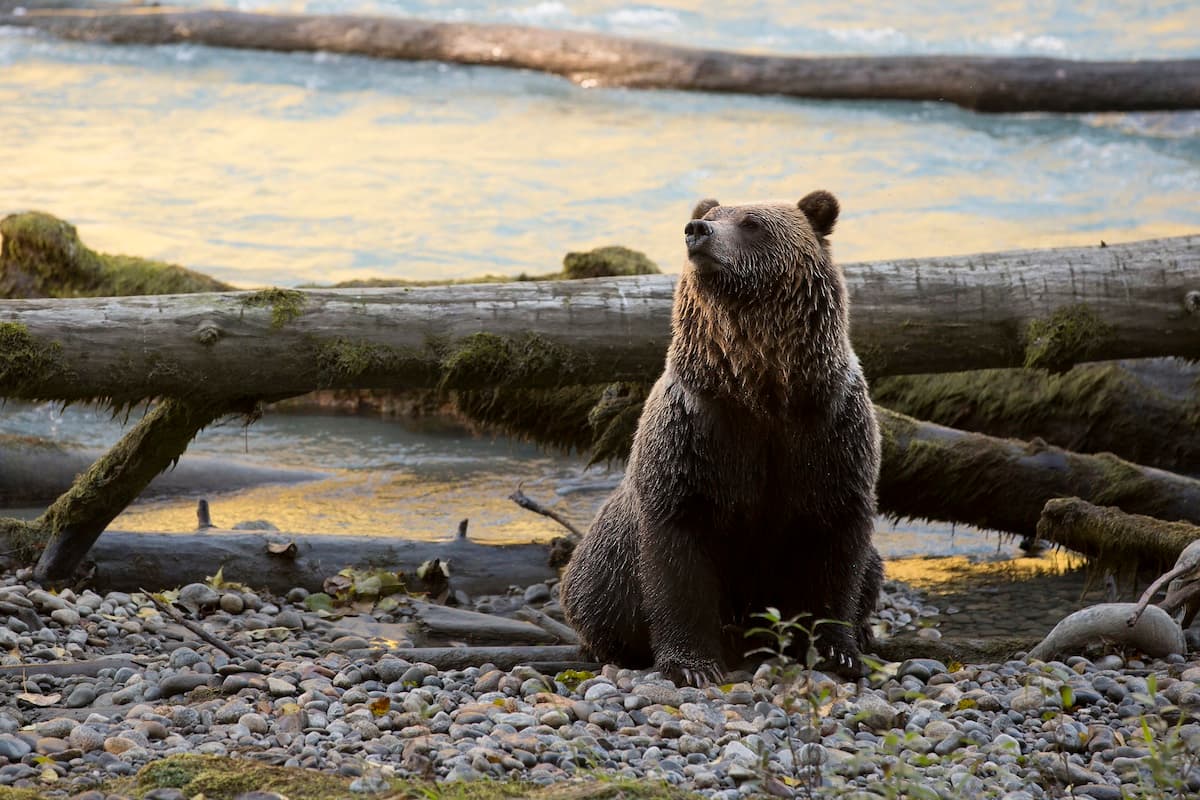 Explore Kayaking in the Great Bear Rainforest: Ultimate Guide - Great ...